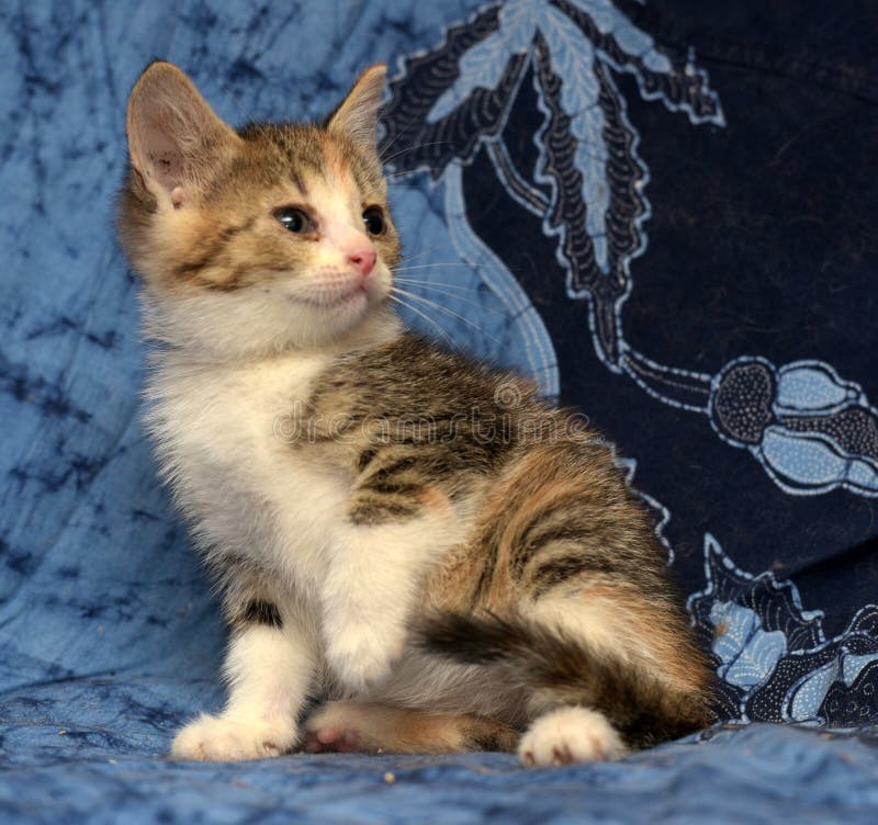 Female kitten three colors stock photo. Image of fluffy - 186474228