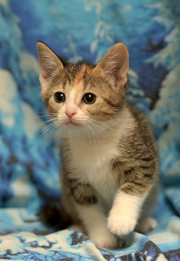 Female kitten three colors stock photo. Image of adorable - 186495530
