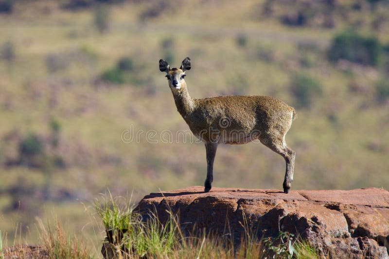 Female klipspringer stock image. Image of field, hooves - 22042087