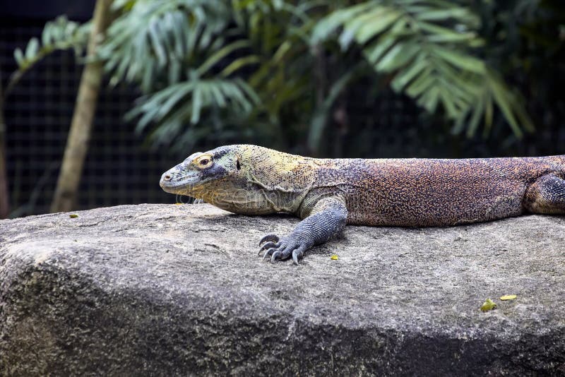 Female Komodo Dragon, Varanus Comodensis Stock Photo - Image of largest ...