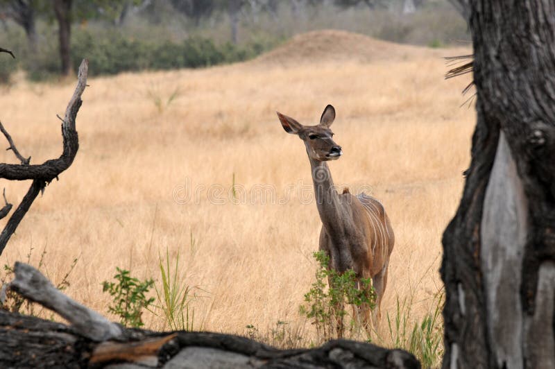 Female kude stock image. Image of overcast, selous, game - 23200839