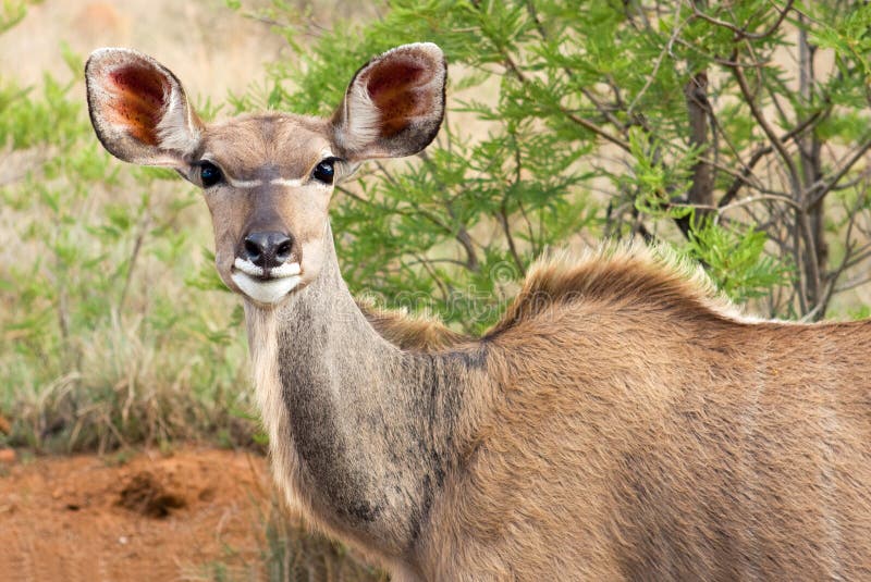 Female kudu stock photo. Image of portrait, beauty, kudu - 11647792