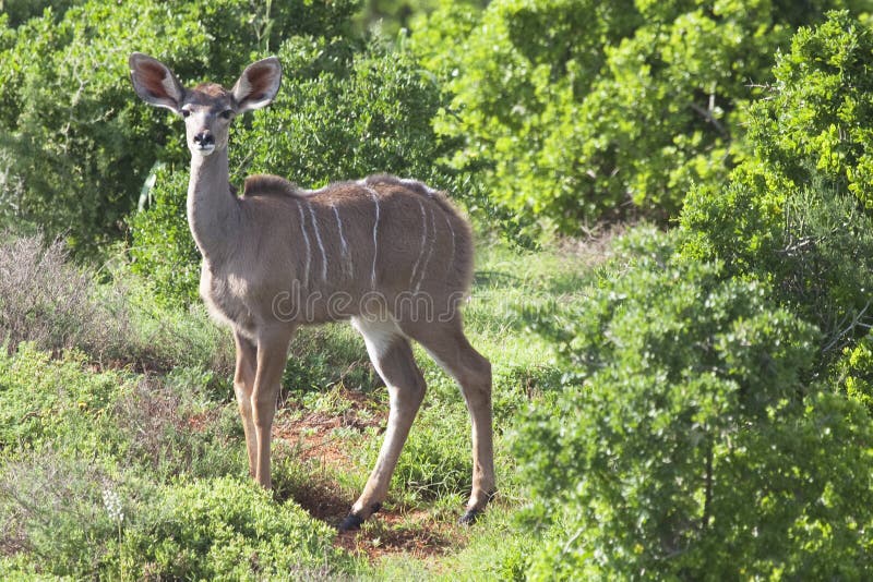 Female kudu stock image. Image of conservation, antelopes - 11752511