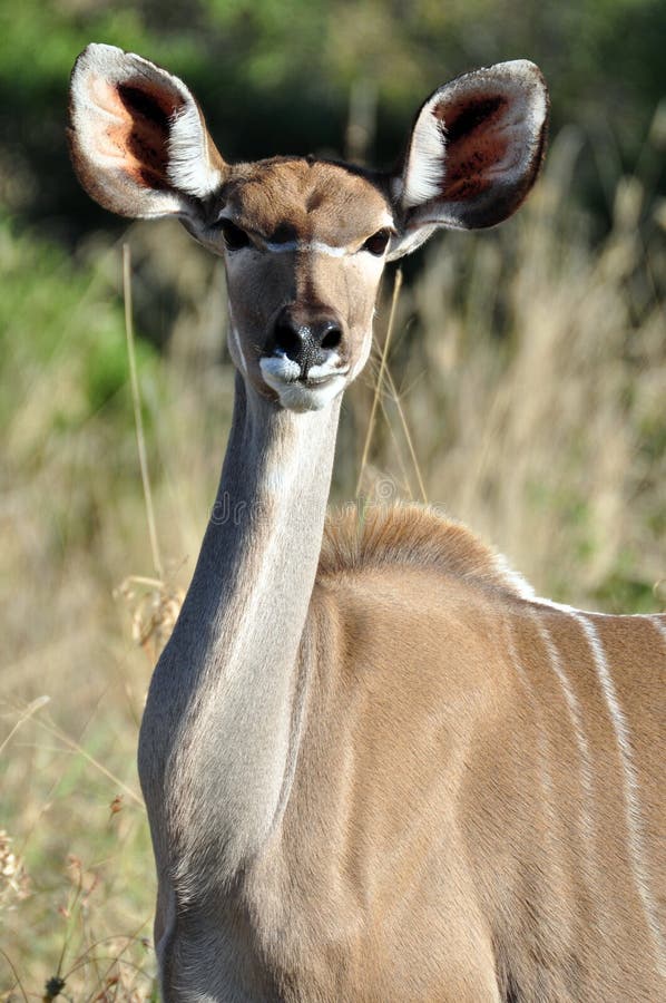Kudu Picture. Image: 616719