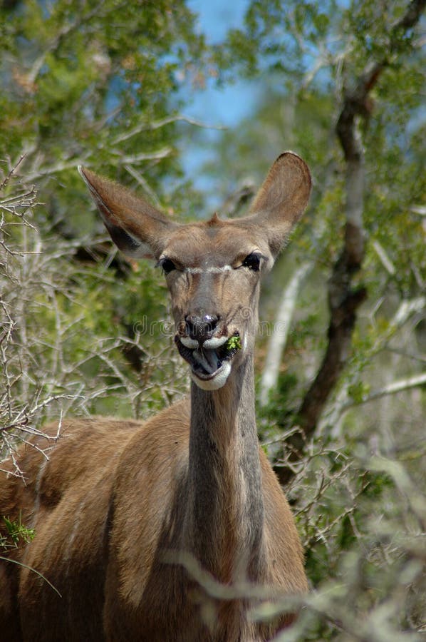 Female Kudu Antelope stock photo. Image of camouflaged - 1133974