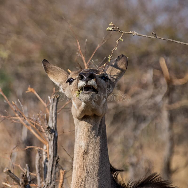 Female Kudu Eating stock image. Image of grass, outdoor - 107652819