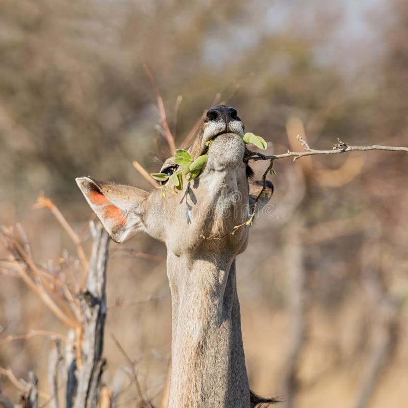 Female Kudu Eating stock image. Image of leaves, antelope - 107652947