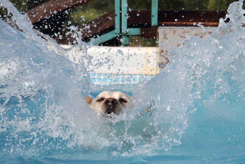 Female Labrador Diving into a Pool Stock Image - Image of lifeguard ...