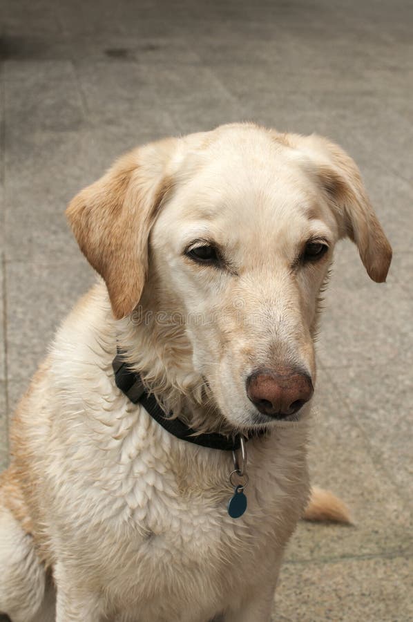 Female labrador dog head stock image. Image of purebred - 96420971