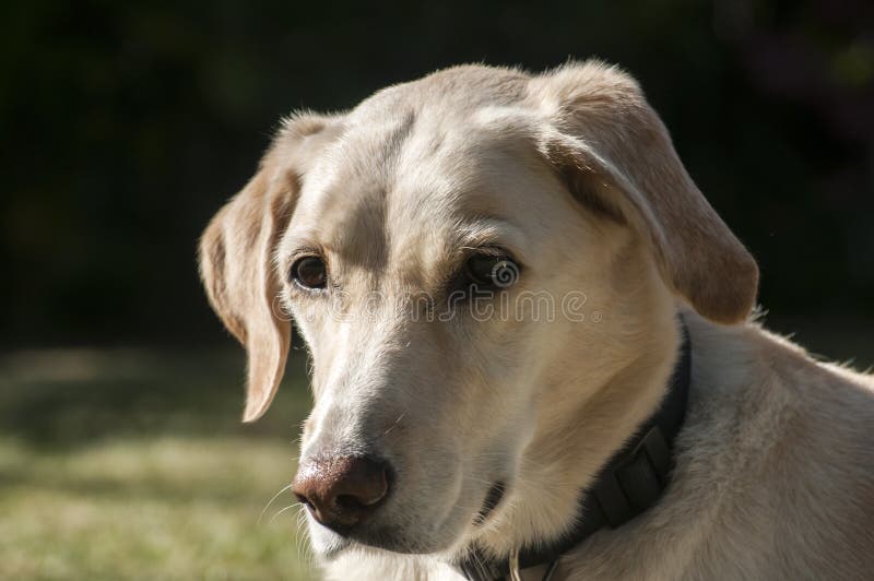 Female labrador dog head stock photo. Image of pedigreed - 78801060