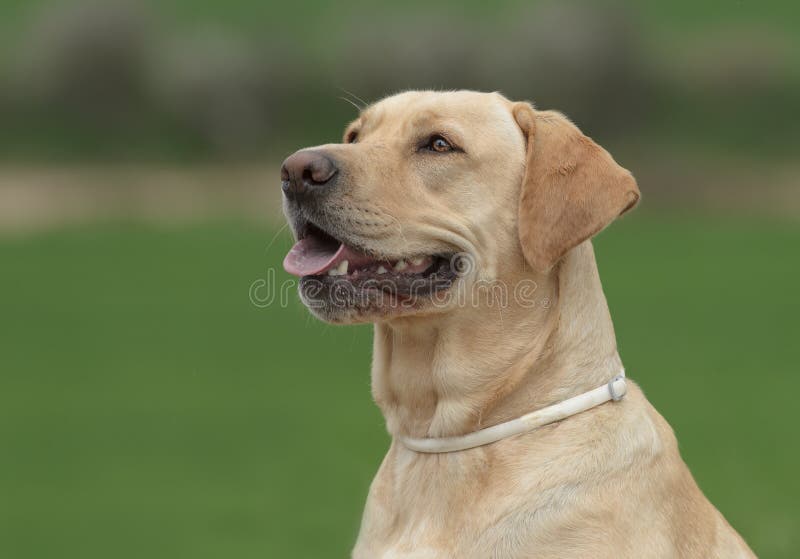 Female Labrador Dog stock image. Image of beauty, breed - 36423487