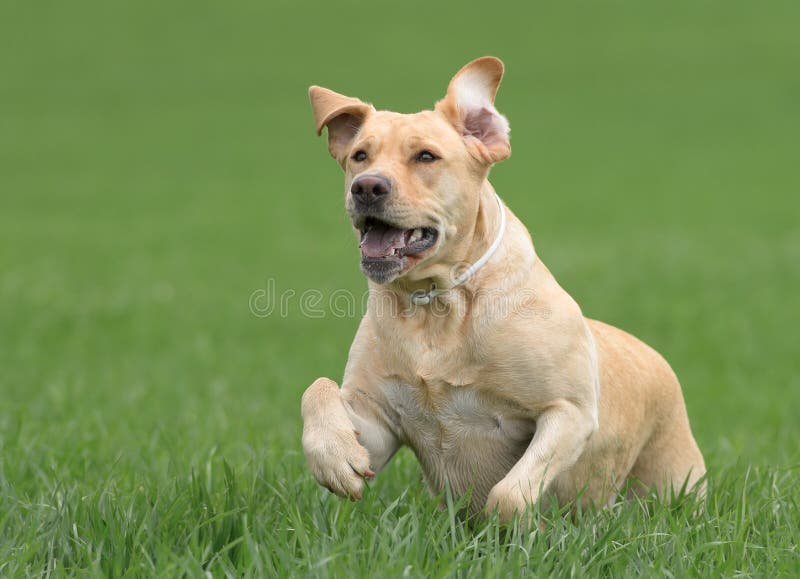 Female Labrador - Outdoor 02 Stock Image - Image of looking, leaf: 623419