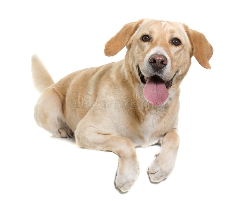 Female labrador retriever stock photo. Image of sitting - 21428908