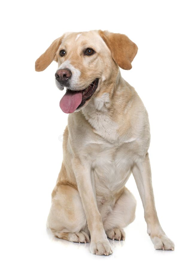 Female labrador retriever stock photo. Image of sitting - 21428908