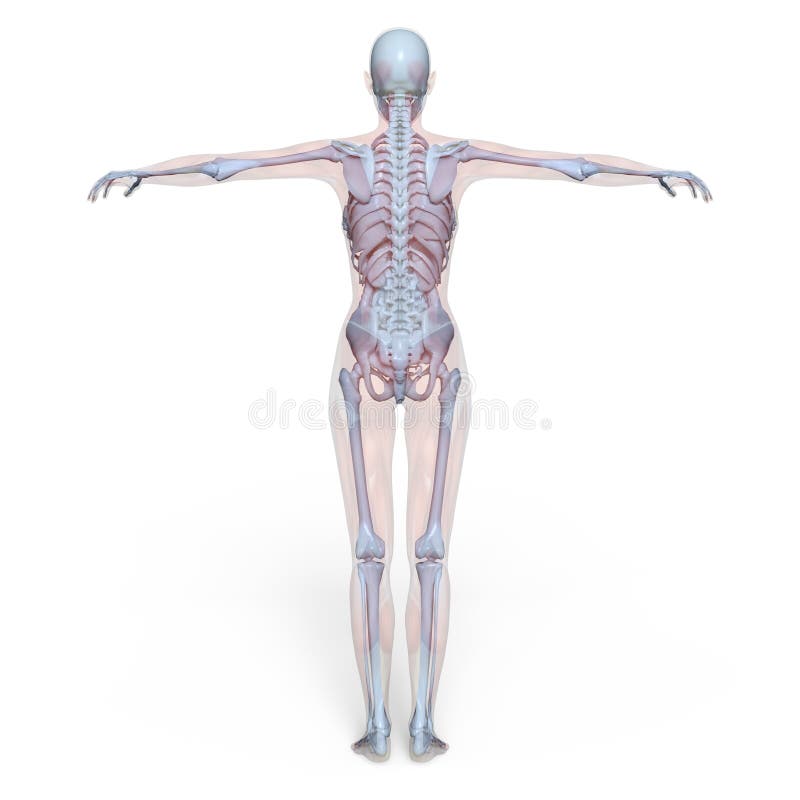 Female lay figure stock illustration. Illustration of medical - 79766481
