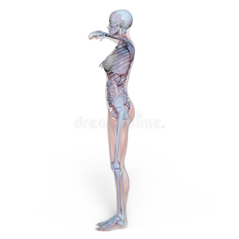 Female lay figure stock illustration. Illustration of transmission ...