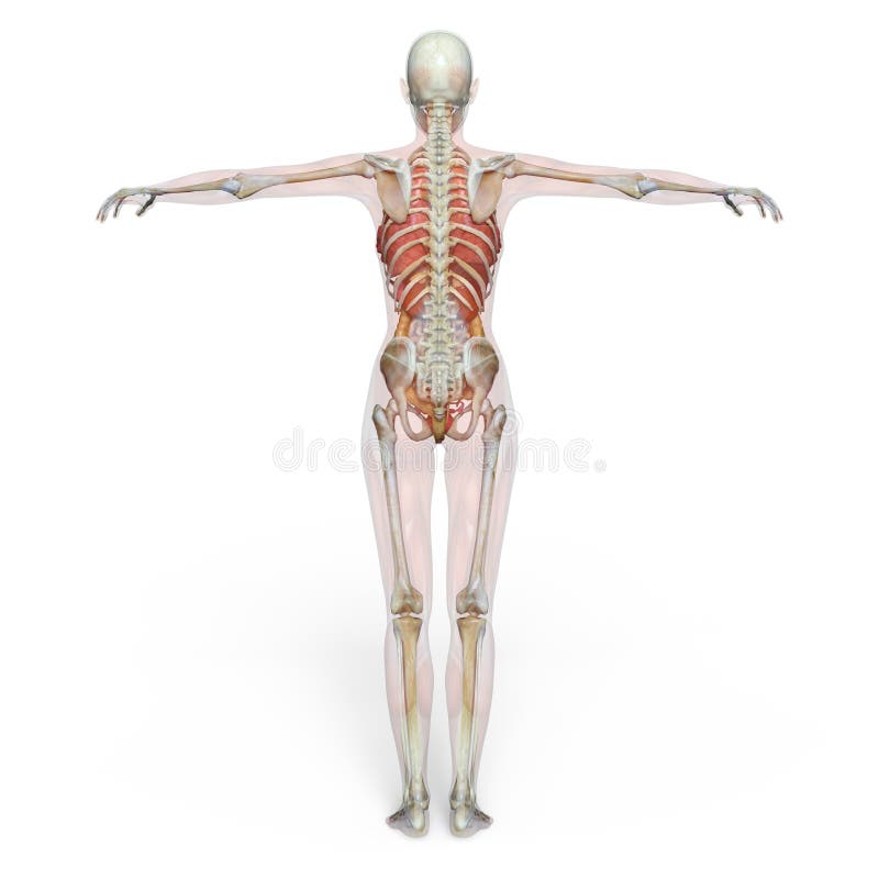 Female lay figure stock illustration. Illustration of bone - 23254768