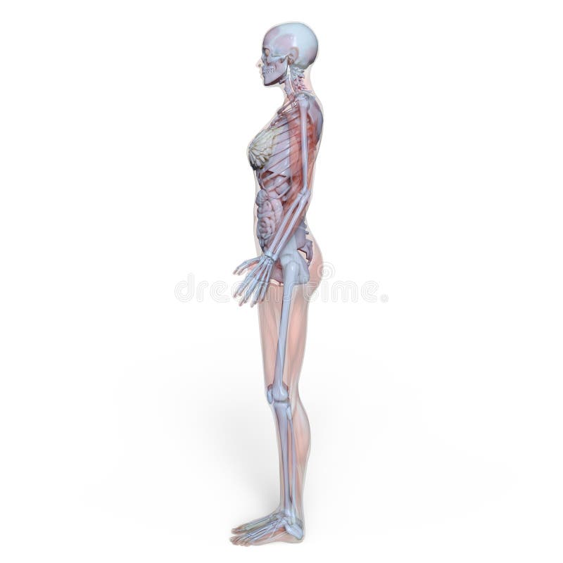 Female lay figure stock photo. Image of medical, pose - 80008458