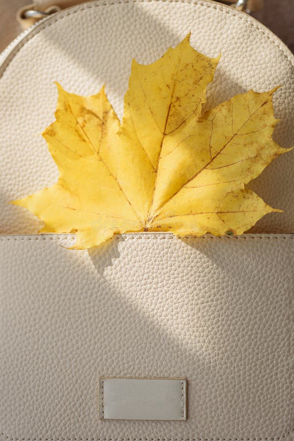 Female Leather Bag with Autumn Maple Leaf in Pocket Under Sun Rays ...