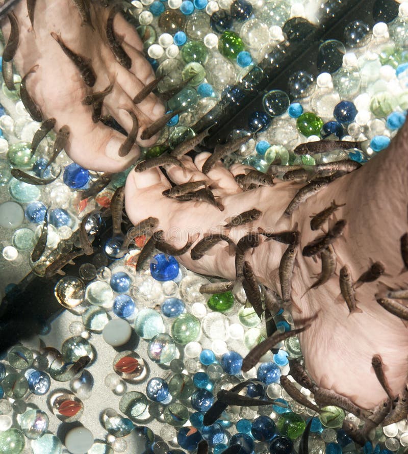 Female Leg during Pedicure Fish Garra Rufa Stock Image - Image of ...