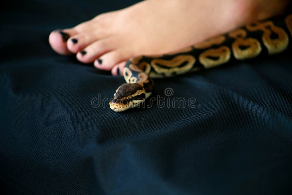 Female Leg with Royal Python Snake. Ball Python Slithering Across Black ...