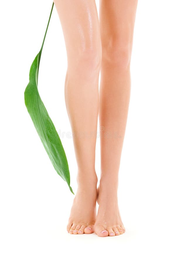 Female Legs with Green Leaf Stock Image - Image of legs, girl: 41454501
