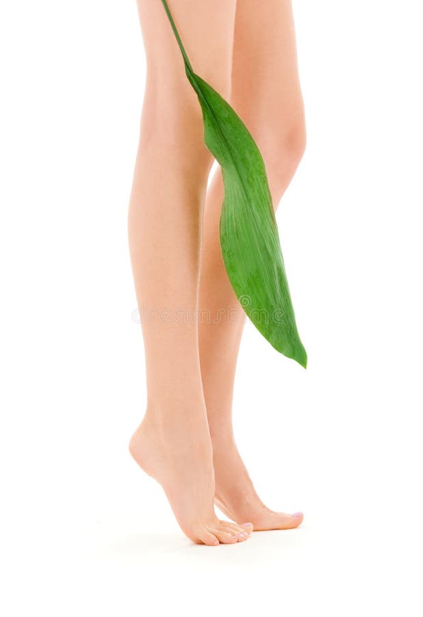 Female Legs with Green Leaf Stock Photo - Image of good, bare: 41691436