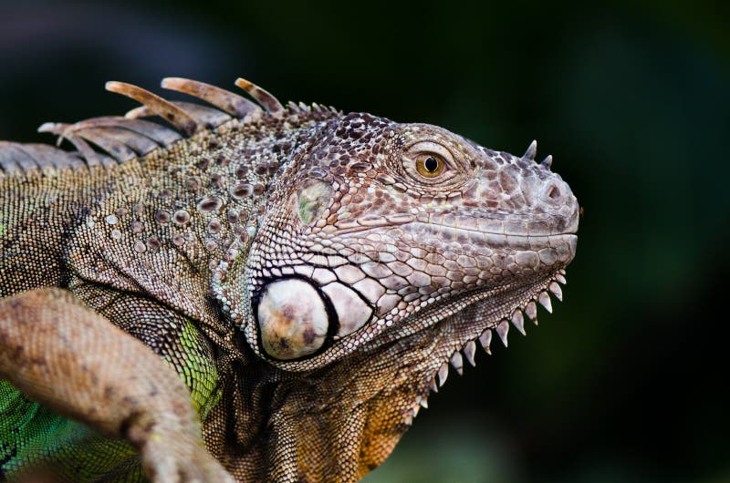A female Leguan walking by stock image. Image of dragon - 17962097