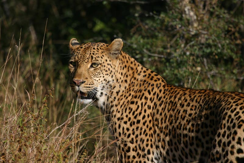 Female Leopard stock image. Image of national, animal - 15243227