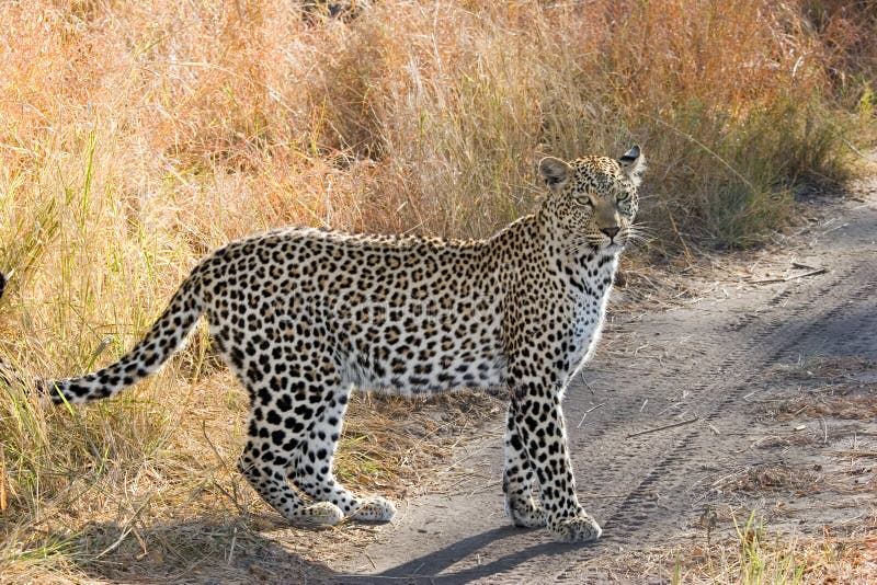 Female leopard stock image. Image of predator, kenya, kruger - 6124783