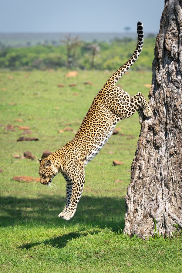 Female Leopard Climbing Down Tree in Grass Stock Image - Image of ...