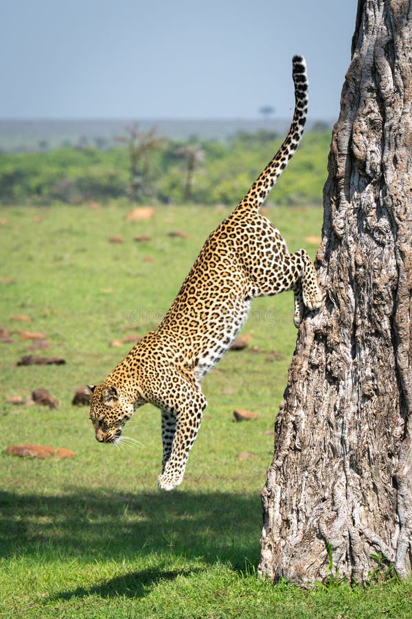 Female Leopard Climbing Down Tree in Grassland Stock Photo - Image of ...