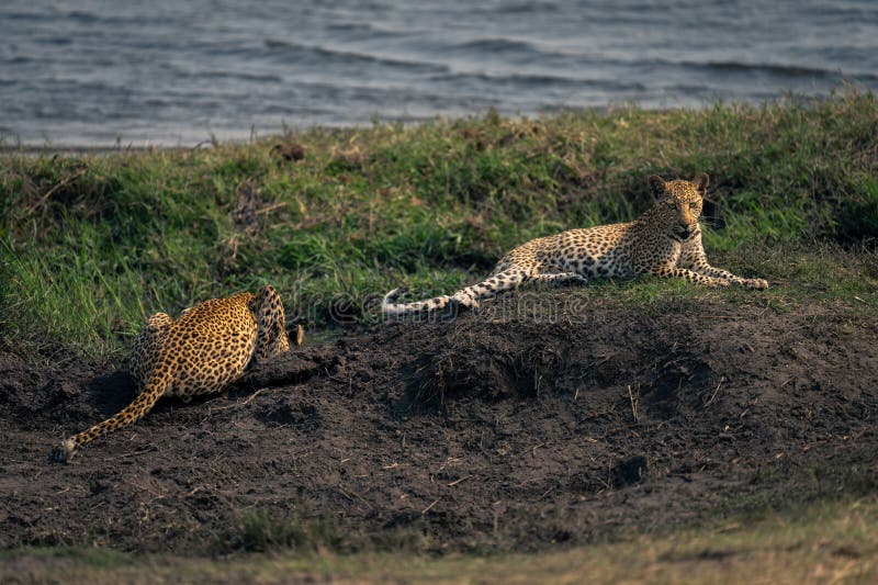 Female Leopard Drinks Near Cub on Riverbank Stock Photo - Image of ...