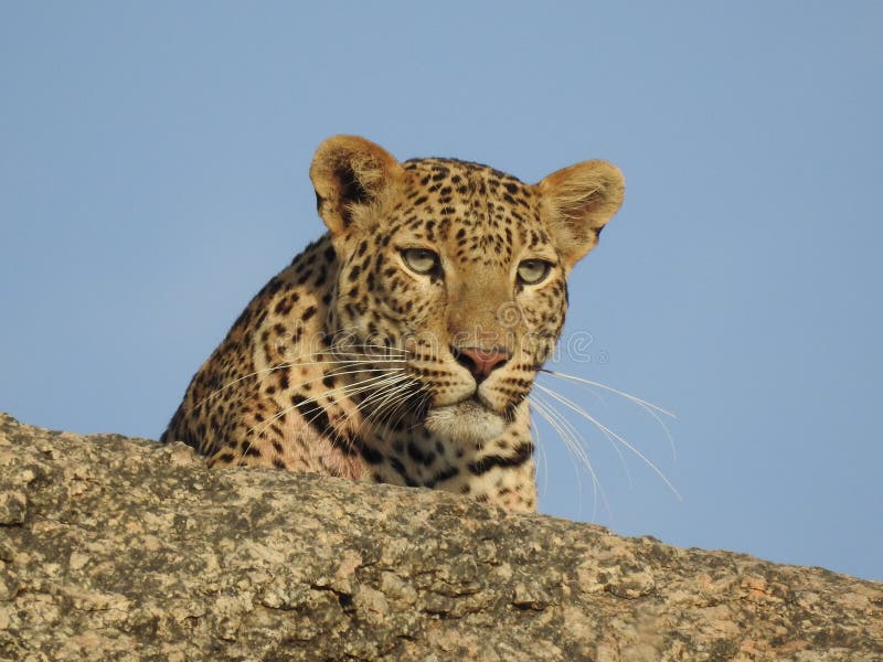 Leopard Closeup shot stock photo. Image of rajasthan - 115051208