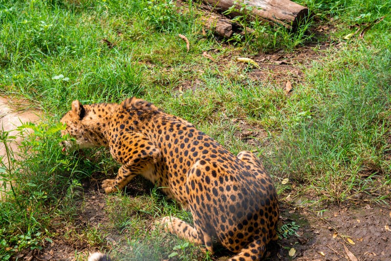 Female Leopard in Its Natural Habitat Stock Image - Image of animal ...