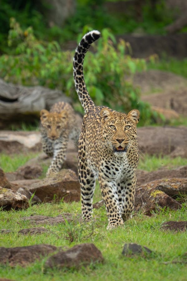 Female Leopard Leads Cub Across Rocky Grass Stock Image - Image of game ...