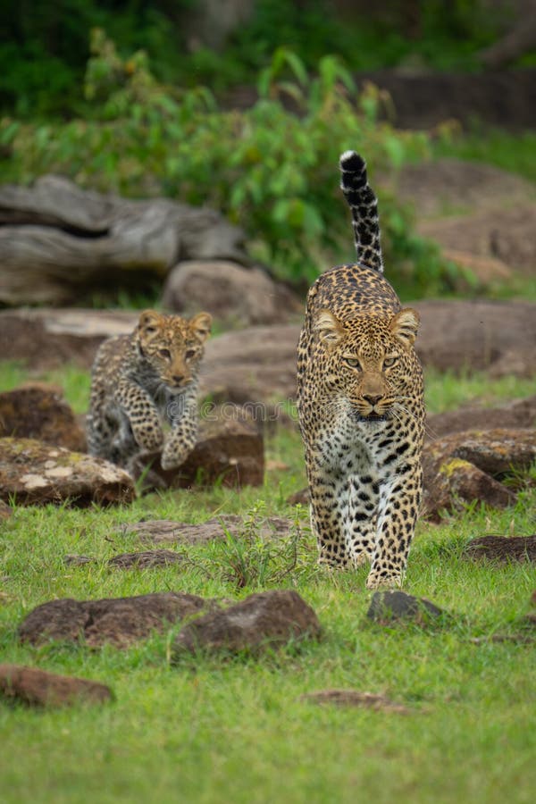 Female Leopard Leads Cub Across Rocky Grassland Stock Photo - Image of ...