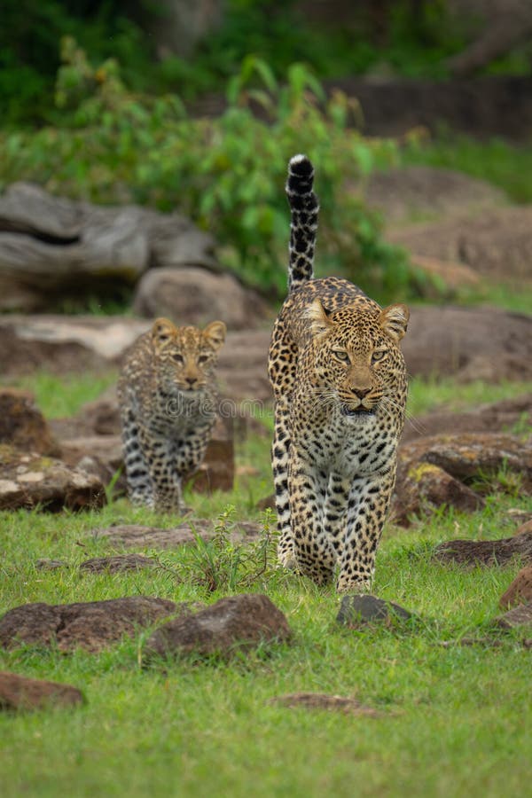 Female Leopard Leads Cub Across Rocky Savannah Stock Photo - Image of ...