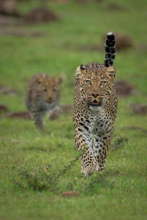 Female Leopard stock image. Image of big5, grassland - 225046833