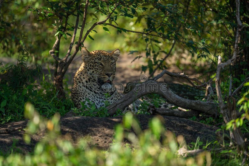 Female Leopard Lies Behind Branch in Bushes Stock Image - Image of mara ...