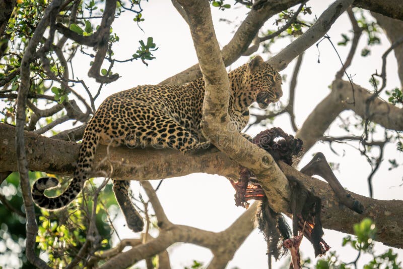 Female Leopard Lies on Branch with Kill Stock Photo - Image of african ...
