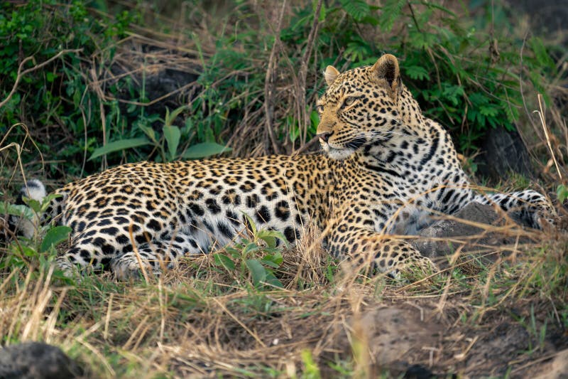 Female Leopard Lies in Bushes Looking Round Stock Image - Image of ...