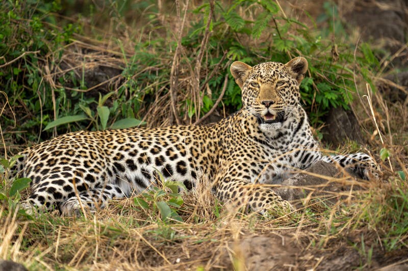 Female Leopard Lies in Bushes Watching Camera Stock Photo - Image of ...