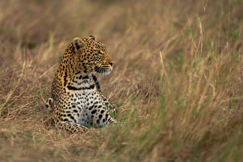 Female Leopard Lies in Grass Looking Right Stock Photo - Image of ...