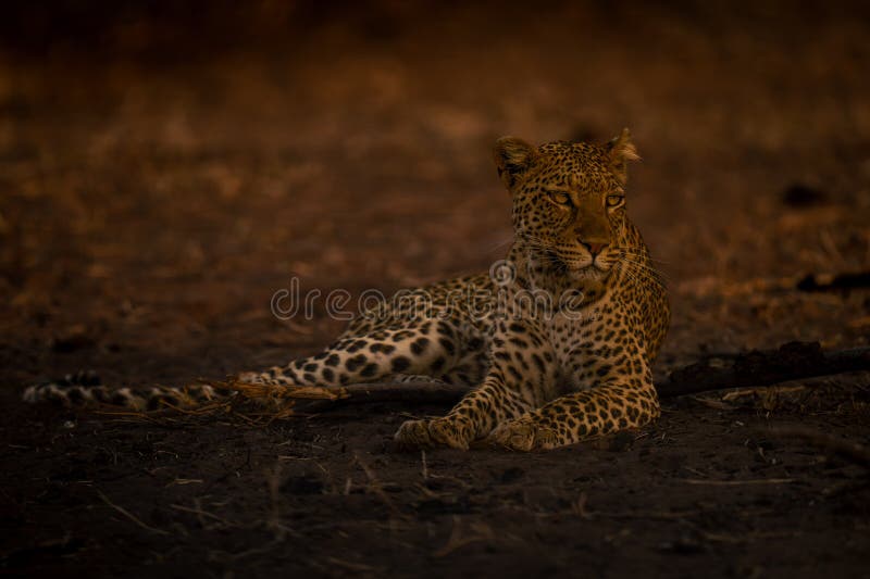 Female Leopard Lies on Sand by Log Stock Image - Image of safari ...