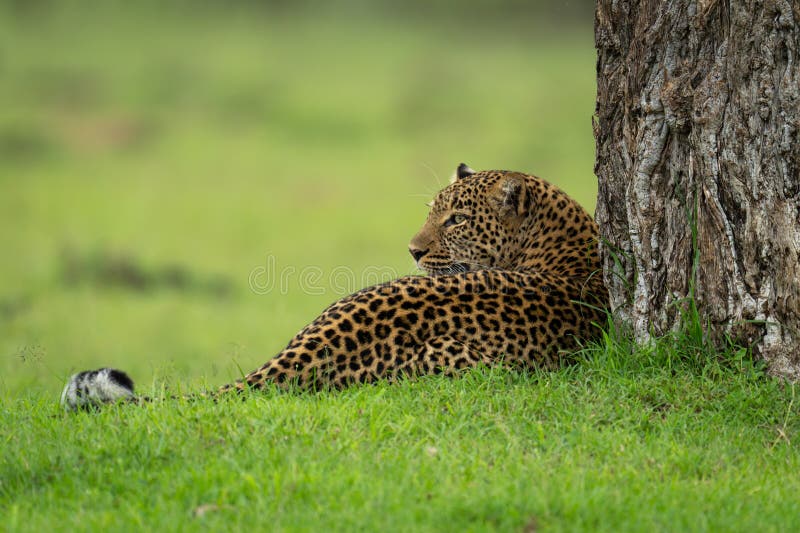 Female Leopard Coming Out a Tree Stock Photo - Image of south, hunter ...