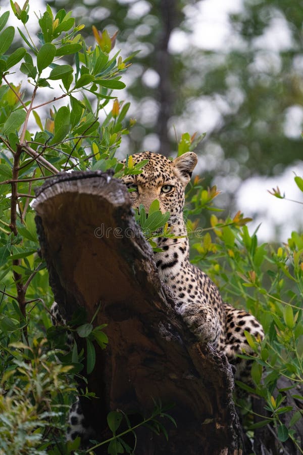 A Female Leopard Lying on a Tree Trunk Looking through Leaves into the ...