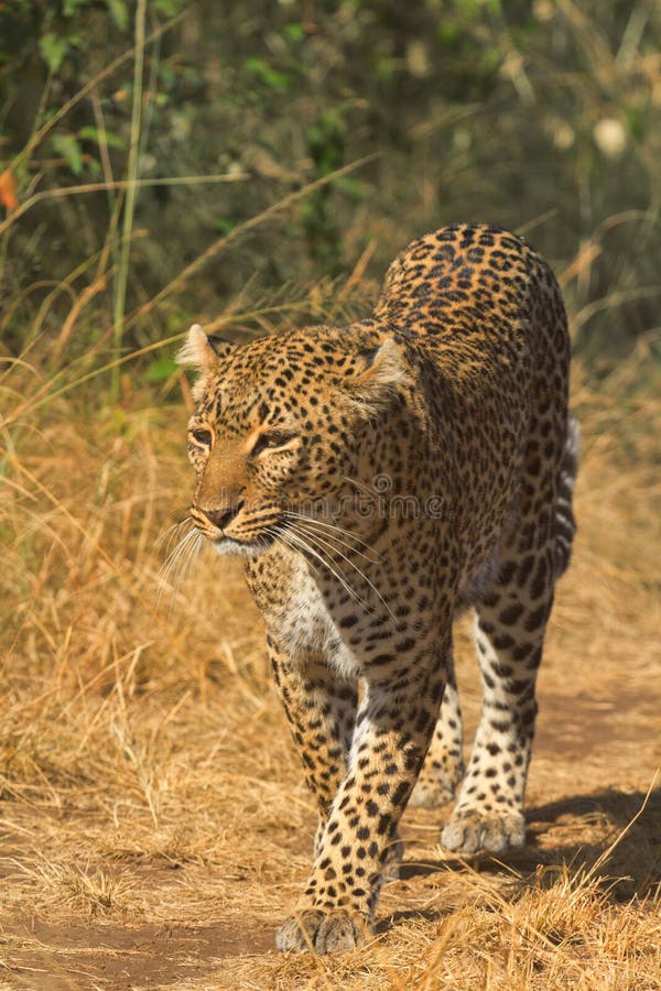 Female Leopard in Masai Mara Stock Photo - Image of female, masai: 76721926
