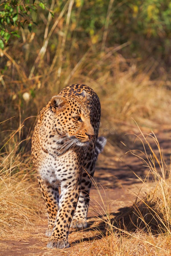 Female Leopard stock image. Image of big5, grassland - 225046833