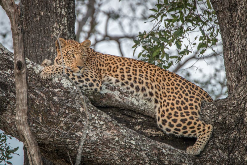 A Female Leopard Relaxing in a Tree. Stock Photo - Image of game ...